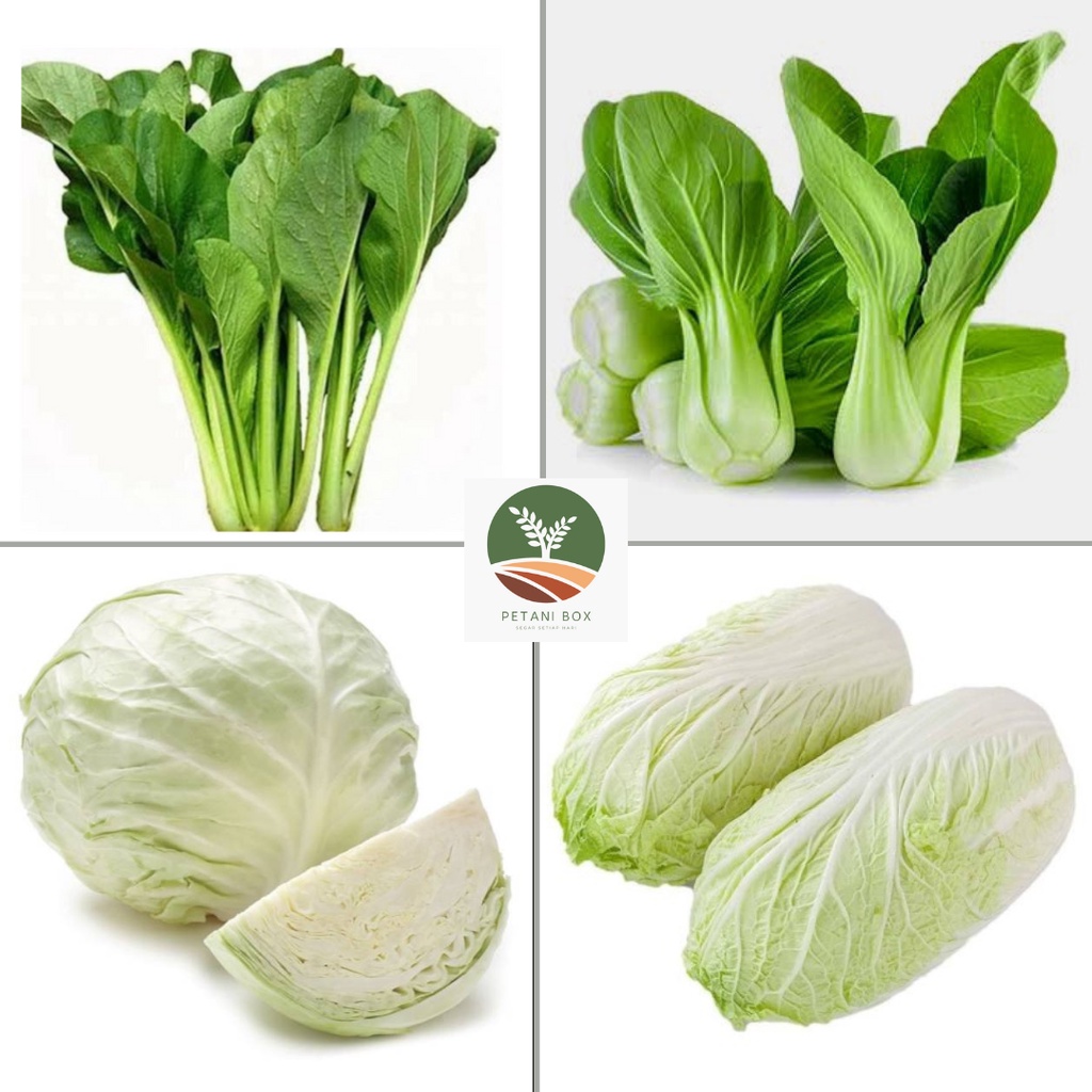 Jual Sayur Pakcoy / Sawi Putih / Sawi Hijau / Sayur Kol Sayuran Segar ...
