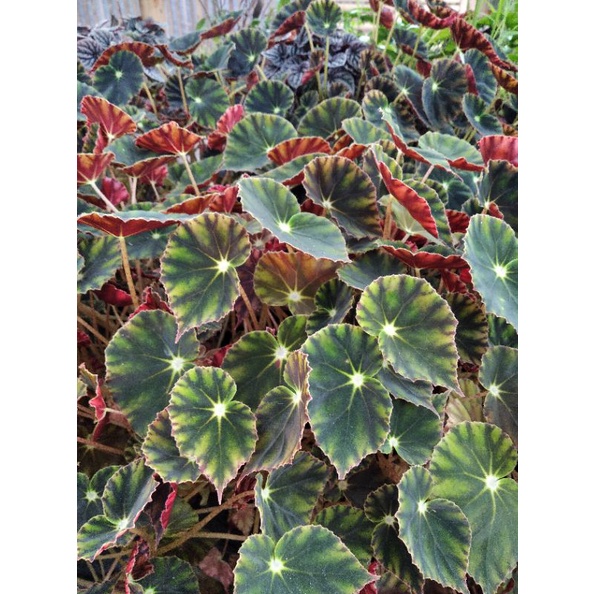 Jual Begonia kuku macan/begonia tiger paws (eyelash begonia) | Shopee ...