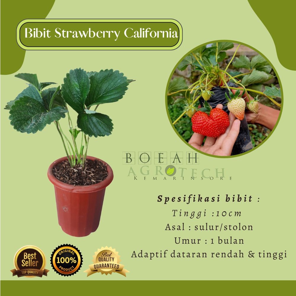 Jual Bibit Tanaman Strawberry California/Strawberry Jumbo Termurah ...