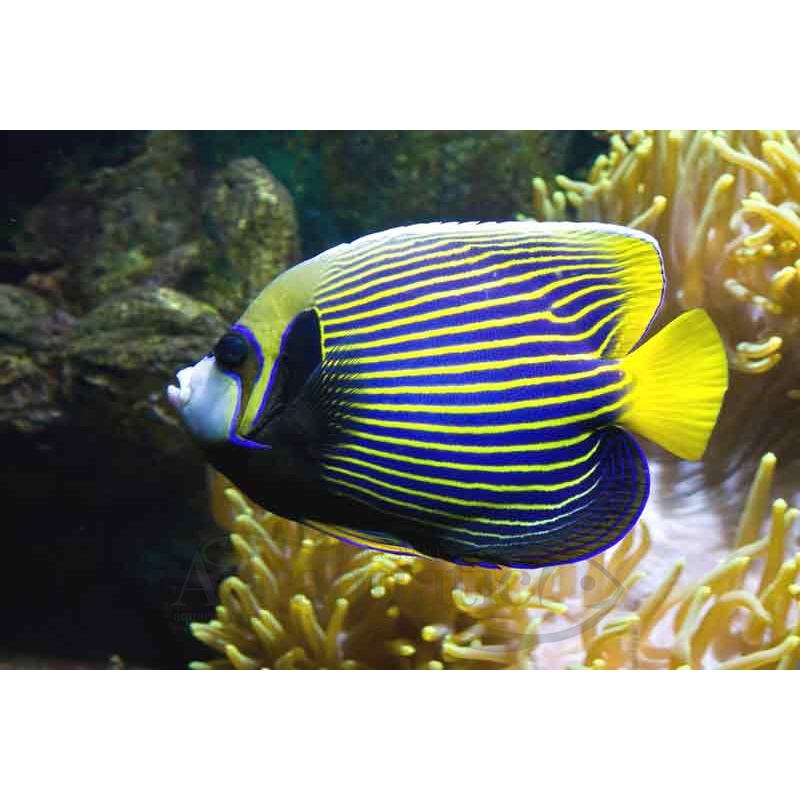 Jual (INSTANT BANDUNG) IKAN HIAS AIR LAUT ANGEL BATMAN EMPEROR ...