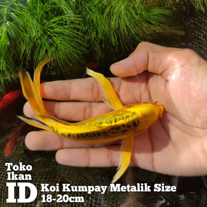 Jual Koi Slayer 18cm usia remaja cocok di aquarium/kolam | Shopee Indonesia