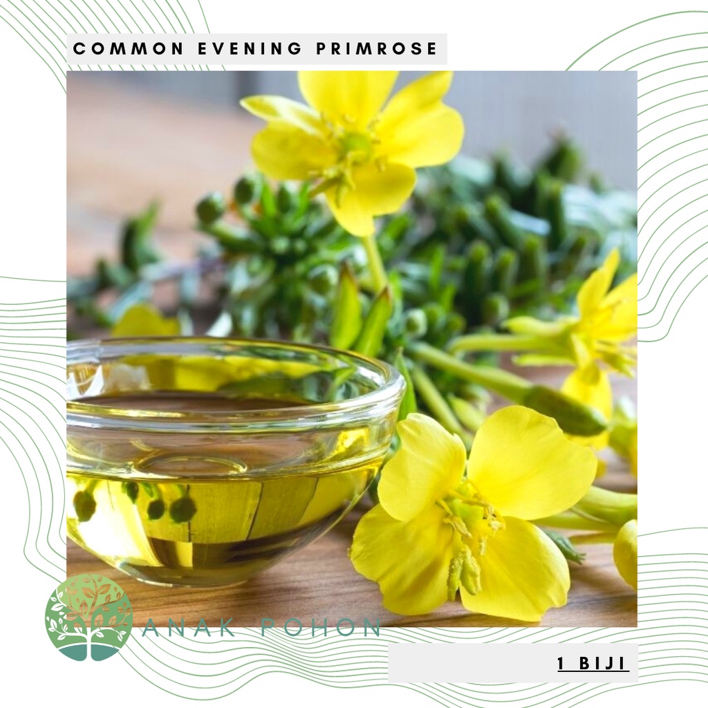 Jual Benih Bibit Biji - Bunga Common Evening Primrose Herb Edible ...