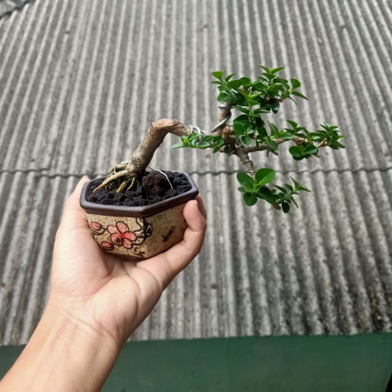 Jual Bonsai Sancang Mame Semi Cascade | Shopee Indonesia