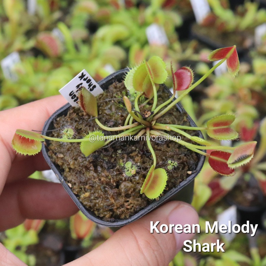 Jual Venus Flytrap Korean Melody Shark KMS Tanaman Karnivora (Tanaman ...