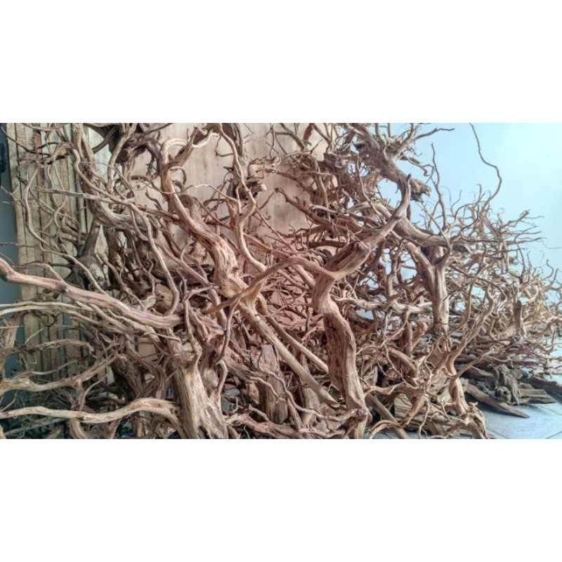 Jual Akar Rasamala Aquascape size S, M, L, XL | Shopee Indonesia