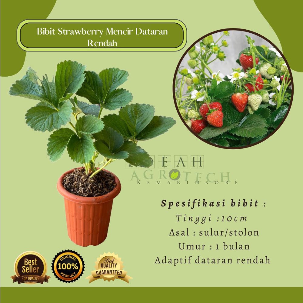 Jual Bibit Tanaman Buah Strawberry Mencir Strawberry Gagang Panjang dan ...