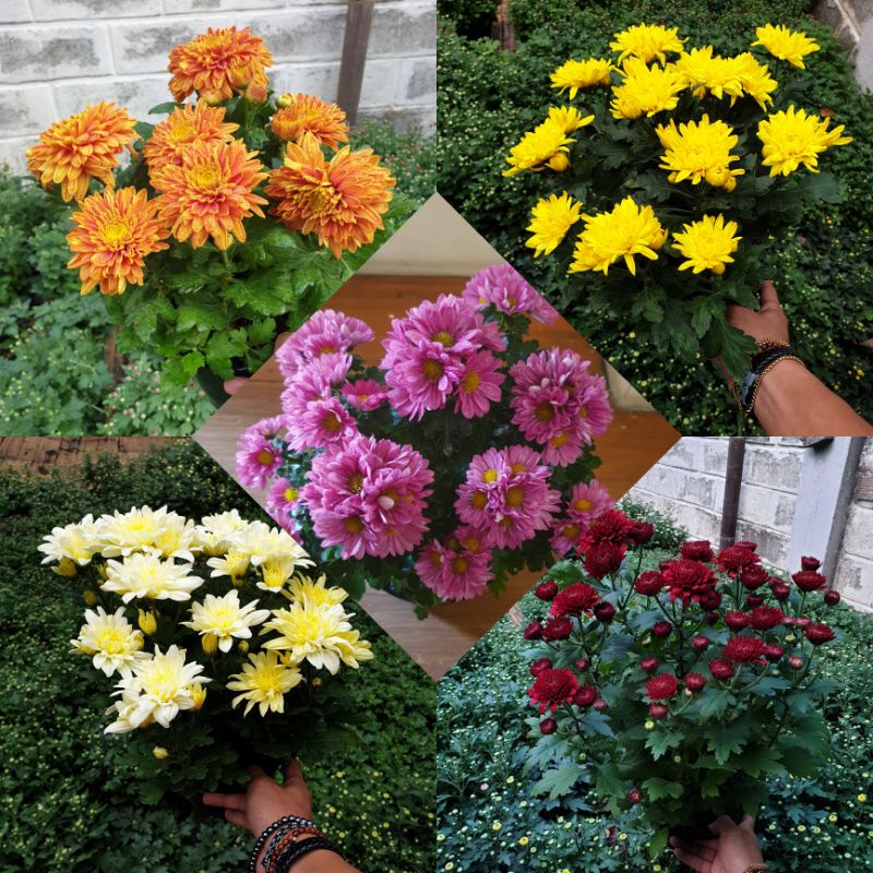 Jual TANAMAN HIDUP BUNGA KRISAN ASTER 1 PAKET 1SI 5 WARNA | Shopee Indonesia