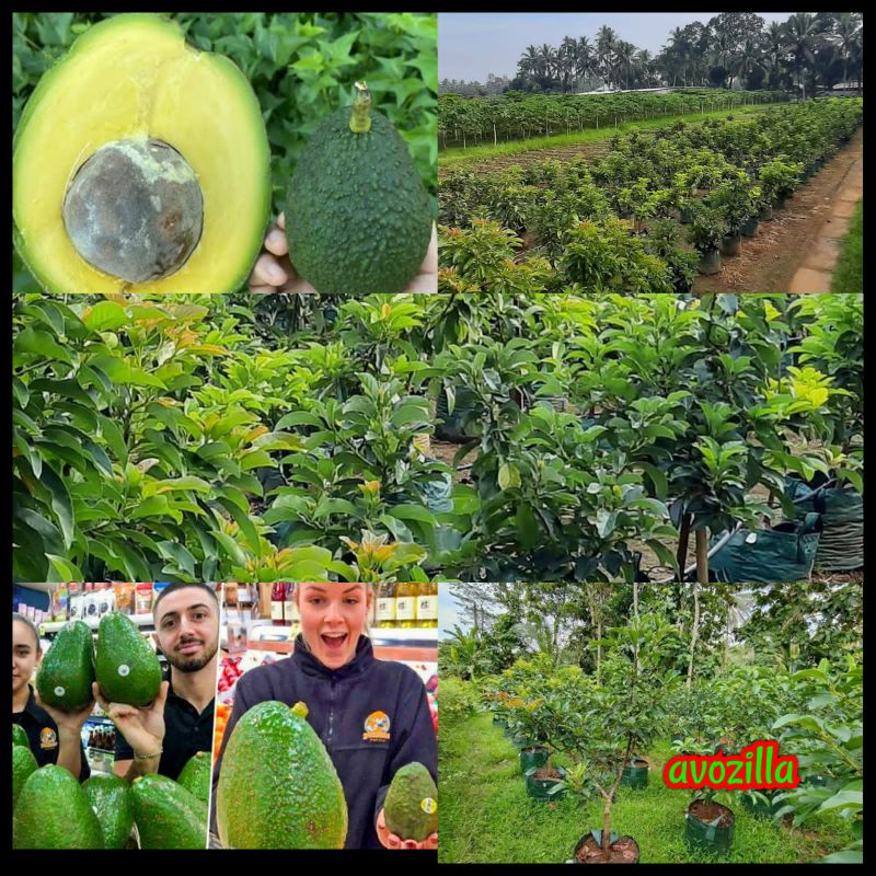 Jual Bibit Tanaman Alpukat Avozilla Tinggi 1 Meter Up Batang Besar Dan ...