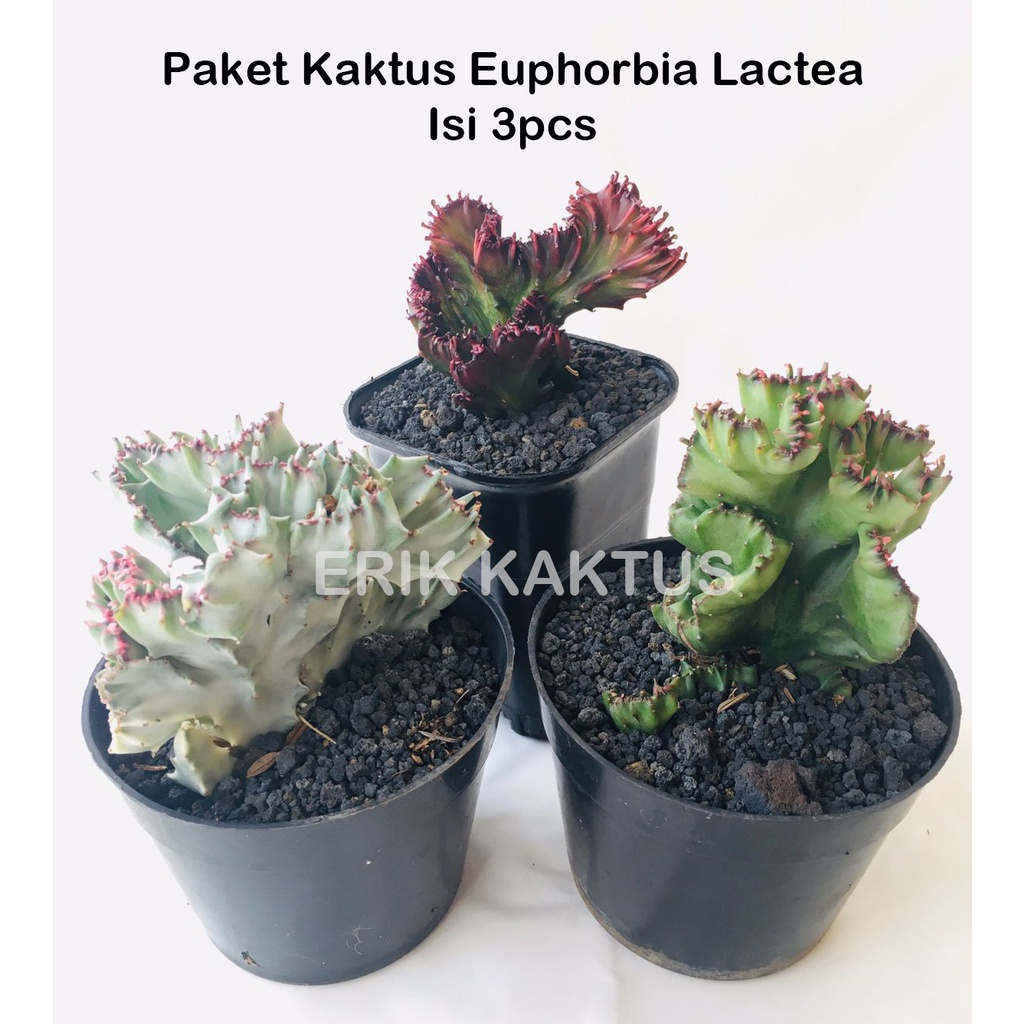 Jual Kaktus Euphorbia Lactea - Bonus Pot | Shopee Indonesia