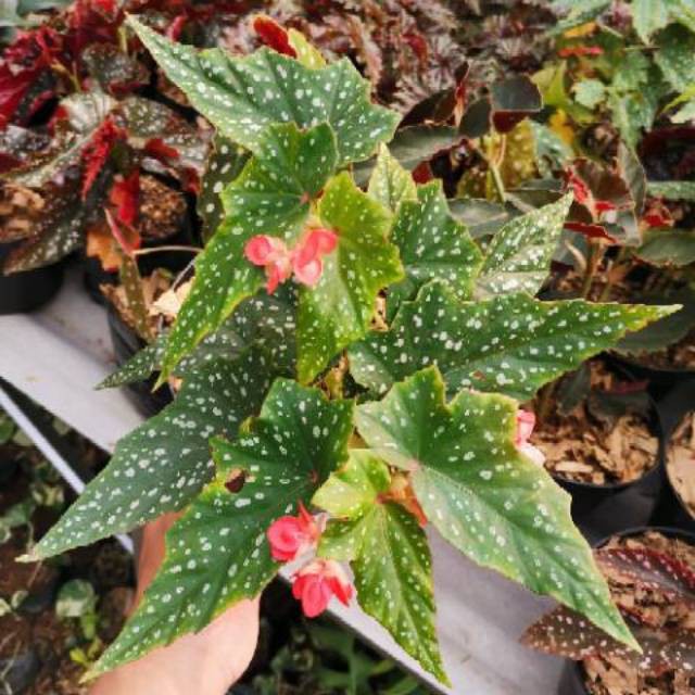 Jual tanaman hias begonia maculata tanaman rambat macculata polkadot ...