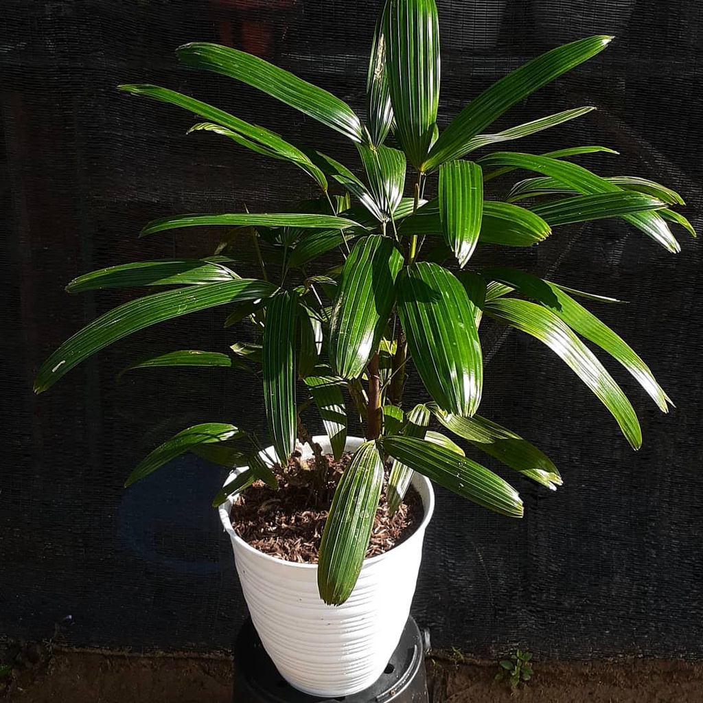 Jual Tanaman Hidup Indoor Palem Waregu - Tanaman Hias Pohon Palem Regu ...