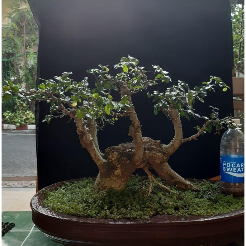Jual Bonsai serut rap jadi sesuai gambar | Shopee Indonesia