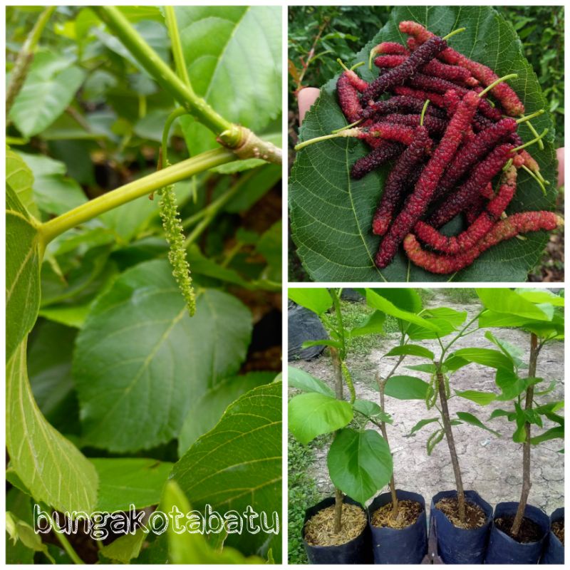Jual Bibit Tanaman Long Murbei Berbuah | Shopee Indonesia