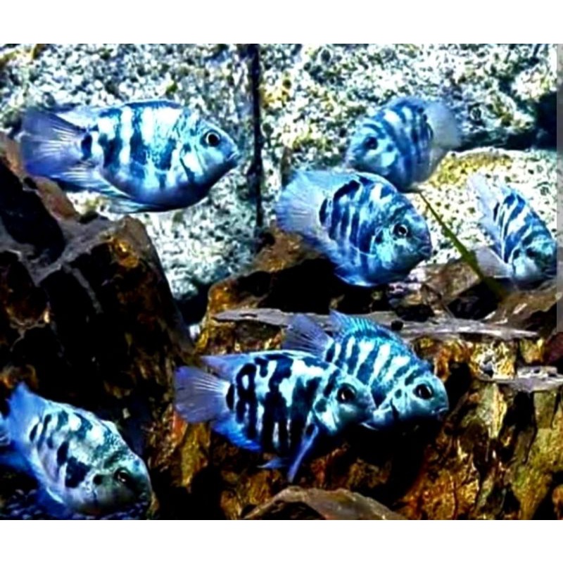 Jual ikan hias blue polar parrot | Shopee Indonesia