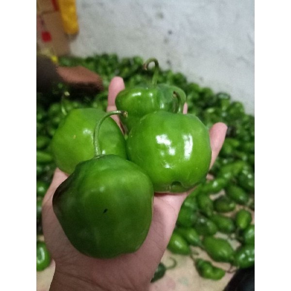 Jual cabe gendot fresh bandung murah 1kg | Shopee Indonesia