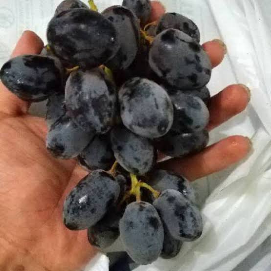 Jual bibit anggur import adora varian anggur baru | Shopee Indonesia