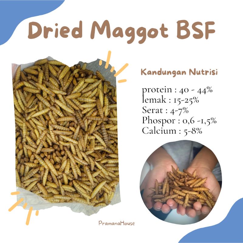 Jual (100 Gram) Maggot Magot Kering Grade A, Pakan Ikan Channa Koi ...