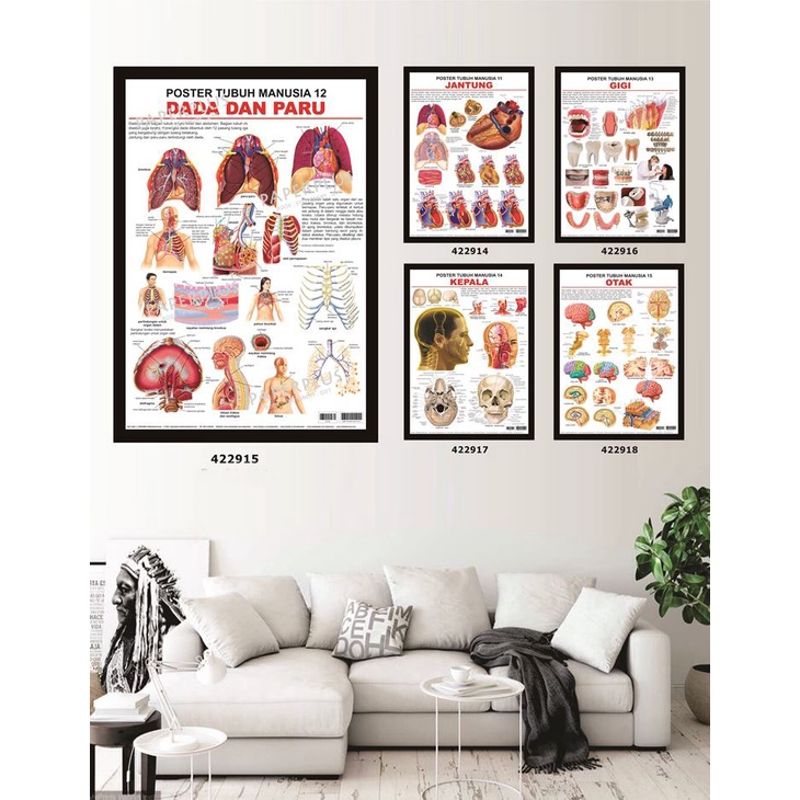 Jual Poster Kedokteran / Tubuh Manusia / Dada Dan Paru-Paru / 151 ...