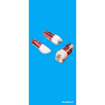 Jual model gigi endo endodontik saluran akar dental | Shopee Indonesia