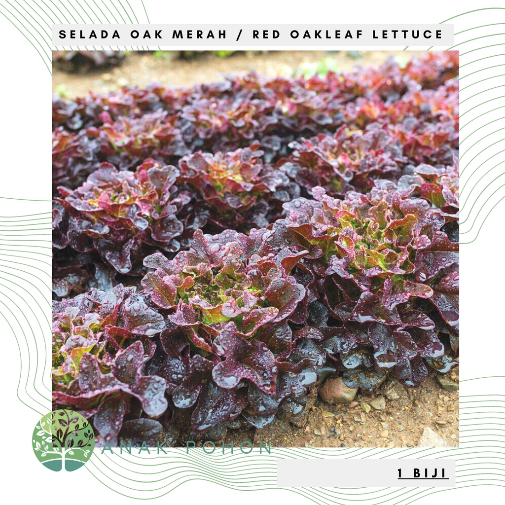 Jual Benih Bibit Biji - Selada Oak Merah / Red Oakleaf Lettuce Seeds | Shopee Indonesia