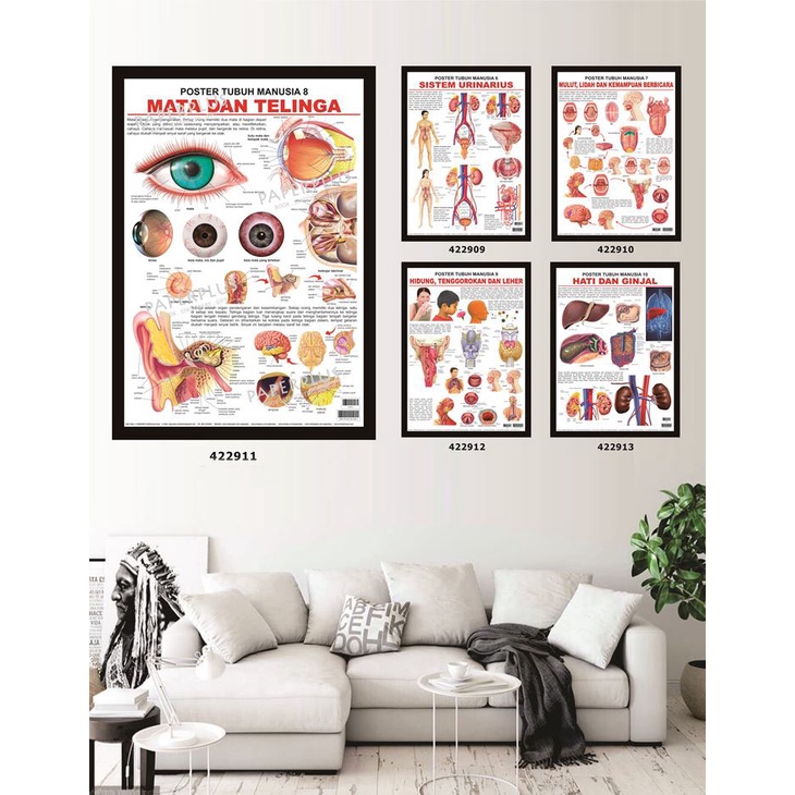 Jual Poster Kedokteran / Tubuh Manusia / Mata Dan Telinga / 147 ...