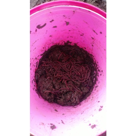 Jual Cacing Merah / Cacing hitam Pakan Channa bagus untuk pertumbuhan ...