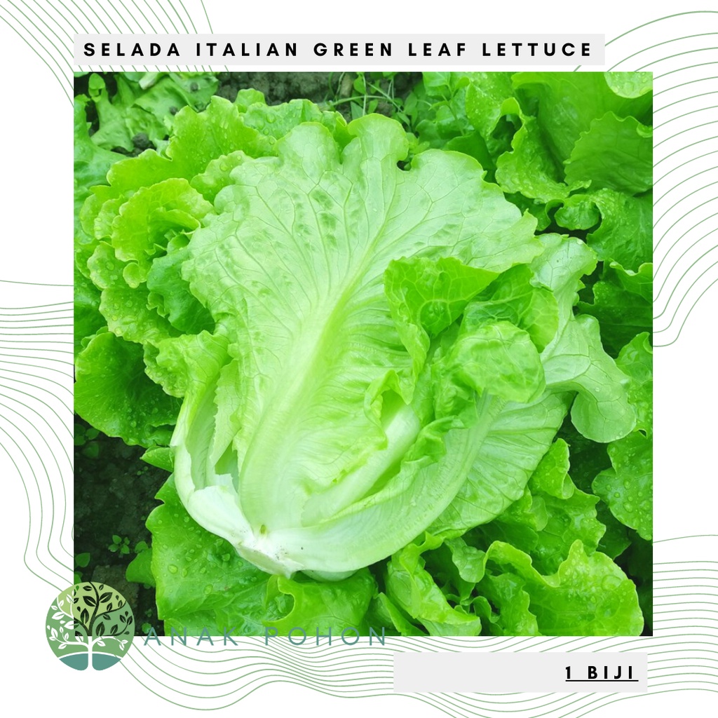 Jual Benih Bibit Biji - Selada Hijau Italian Green Leaf Lettuce Seeds - IMPORT | Shopee Indonesia