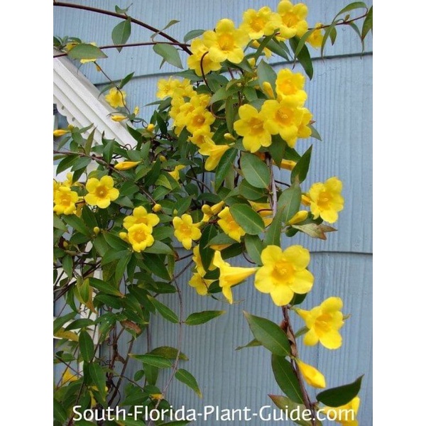 Jual TANAMAN HIAS RAMBAT ALAMANDA MANDEVILLA BUNGA KUNING | Shopee ...