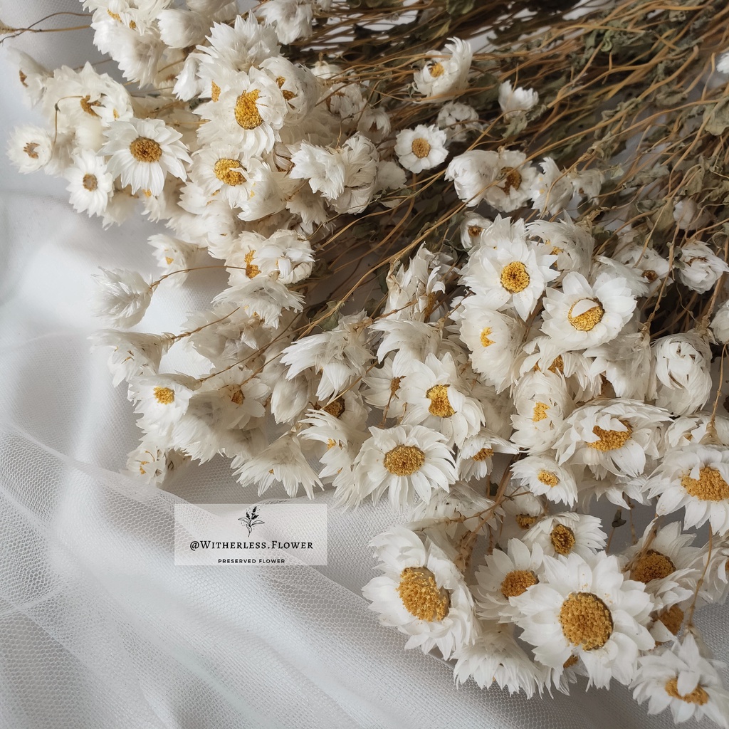 Jual 10 gr Dried Rodanthe Flower / Dried Flower Daisy Rodanthe / Bunga ...