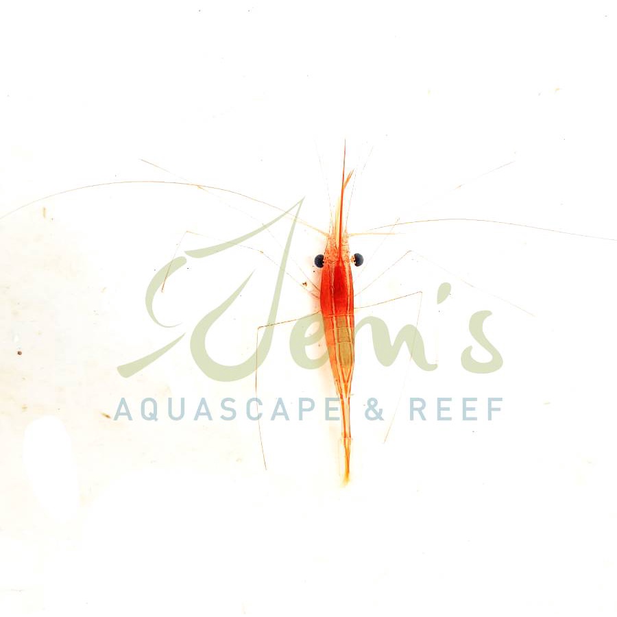 Jual Udang Laut Pepermin / Permen (Peppermint Shrimp / Aiptasia Eater ...