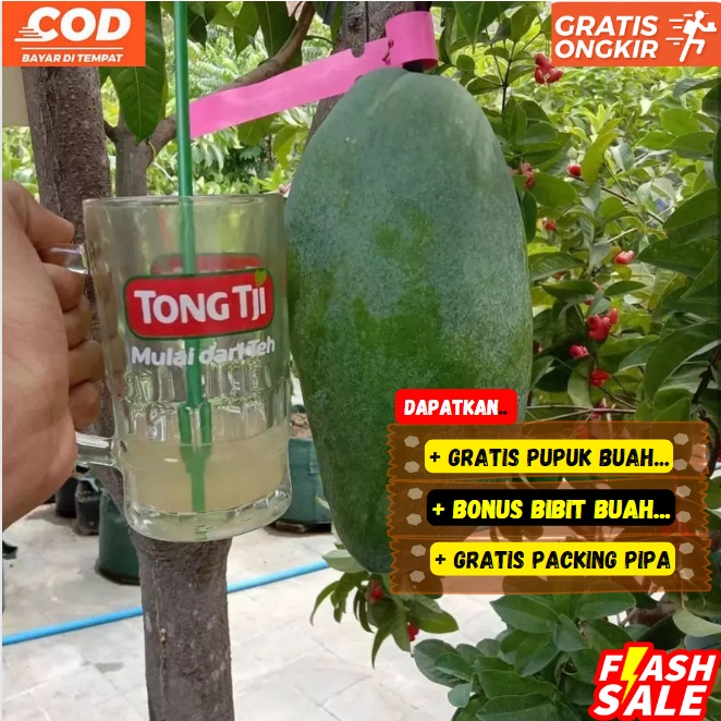 Jual Pohon / Bibit Mangga Kiojay Jumbo Super Unggul Cepat Berbuah ... Jual Pohon / Bibit Mangga Kiojay Jumbo Super Unggul Cepat Berbuah ...