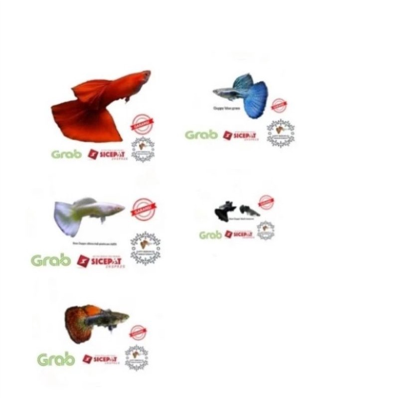 Jual Packing styrofoam ( ikan guppy paket 5 pasang ) | Shopee Indonesia