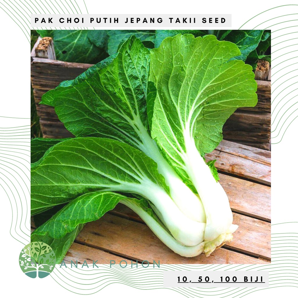 Jual Benih Bibit Biji - Pak Choi Putih Pak Choy White Pakcoy Jepang ...