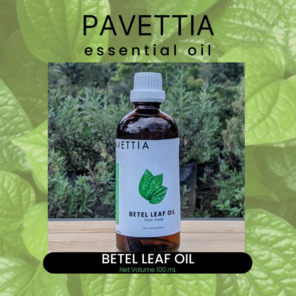 Jual 100 ml - minyak atsiri daun sirih / betel leaf essential oil (Piper betle) | Shopee Indonesia