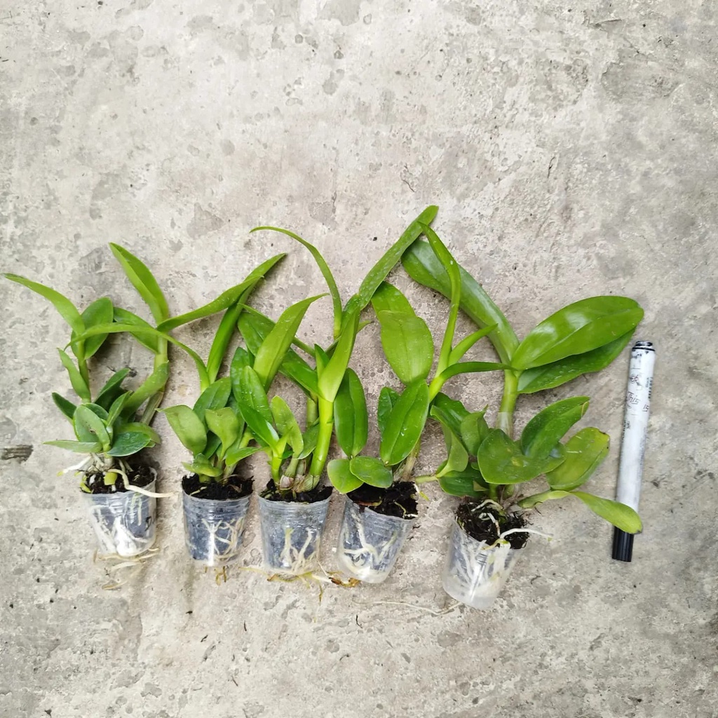 Jual Dendrobium Bunga Keriting Rimbun | Shopee Indonesia