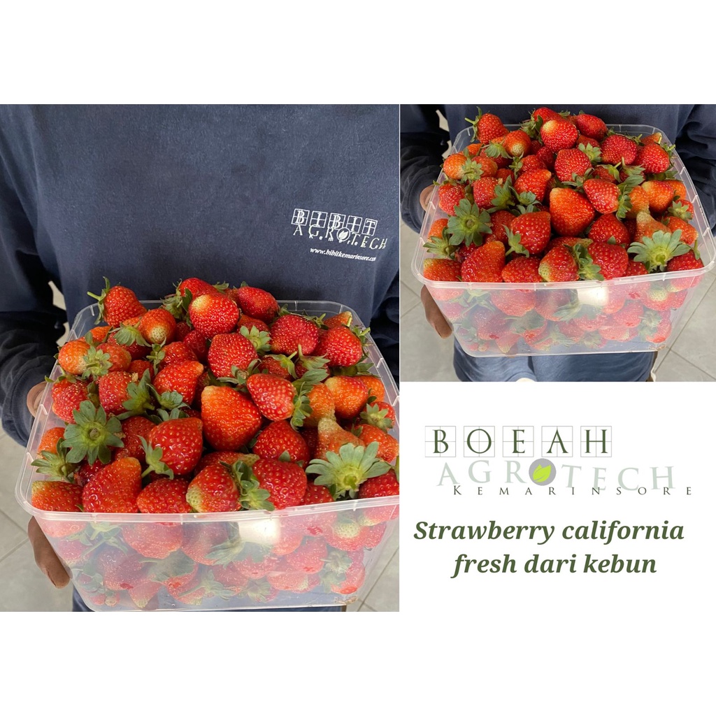 Jual Buah Strawberry Fresh Grade AB Kemasan 250 gr (Khusus Gosend dan ...