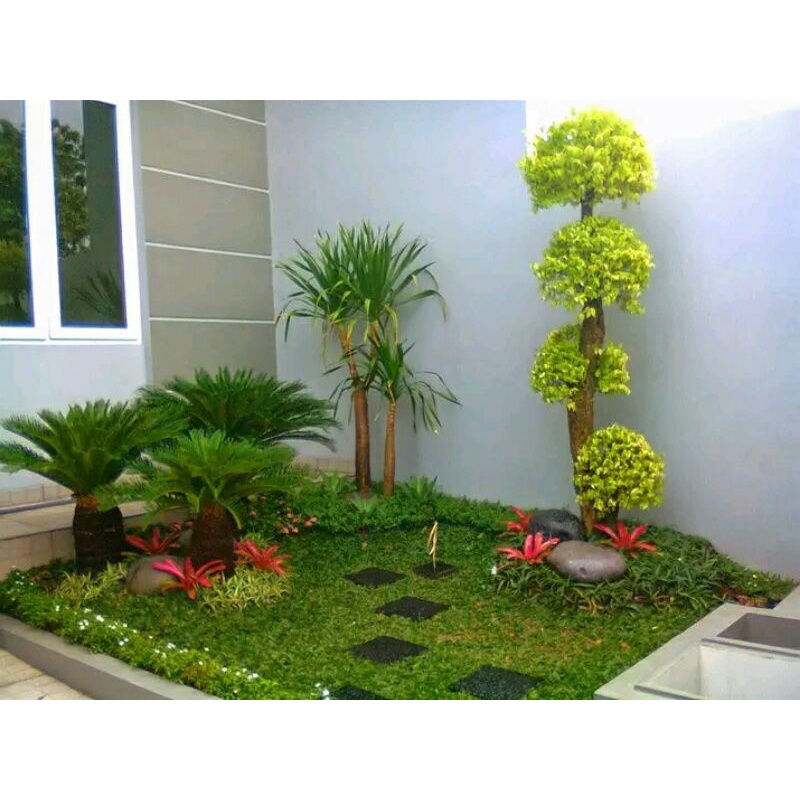 Jual Bunga pandan bali ukuran 1-1,3 meter | Shopee Indonesia