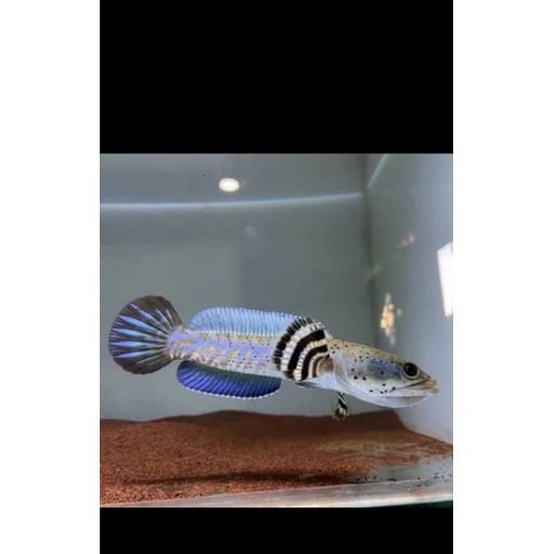 Jual blue pulcra 10 cm | Shopee Indonesia