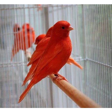 Jual iMport Netherland Kenari RED iNtensive | Shopee Indonesia
