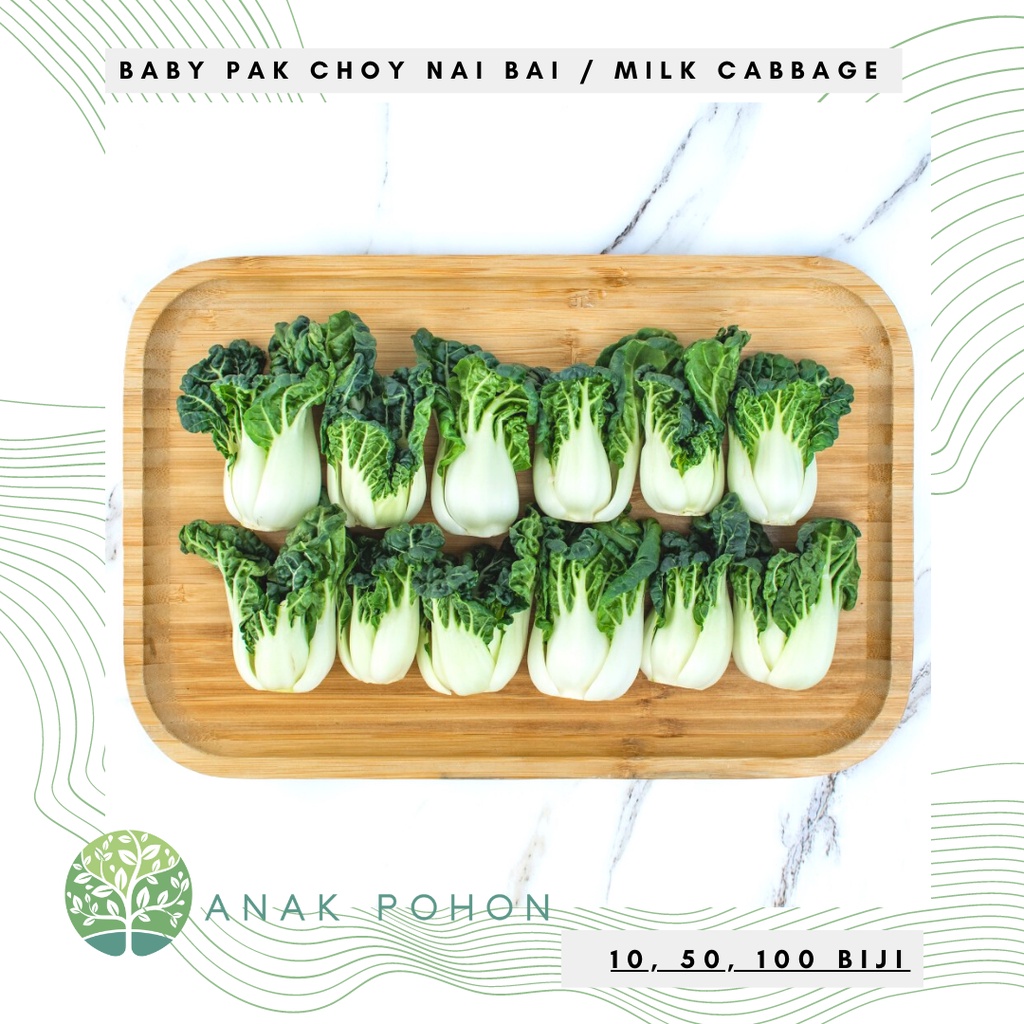 Jual Benih Bibit Biji - Baby Pak Choy Nai Bai / Sawi Bok Choy Mini ...