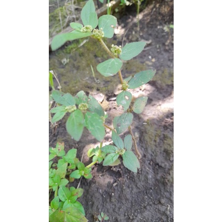 Jual Daun Patikan Kebo Asli | Shopee Indonesia