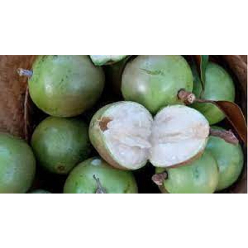 Jual Bibit Tanaman sawo kenitu / Sawo Duren / Manecu - Buah langka Kaya ...