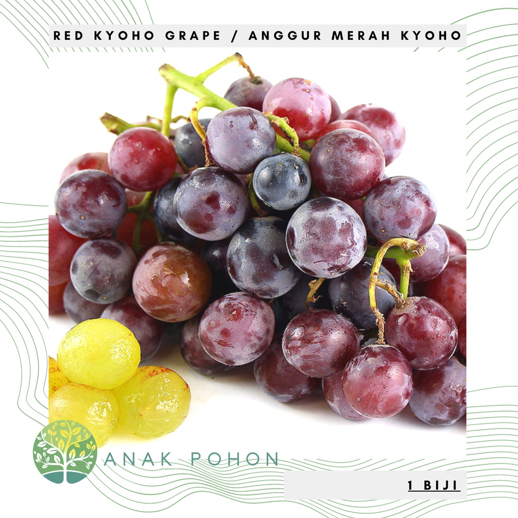 Jual Benih Bibit Biji - Buah Anggur Merah Kyoho / Red Kyoho Grapes ...