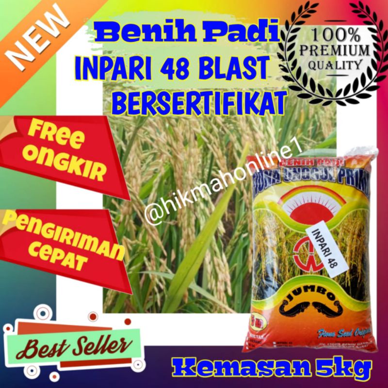 Jual Benih padi Inpari 48 Blast Bersertifikat Label ungu kemasan 5kg ...