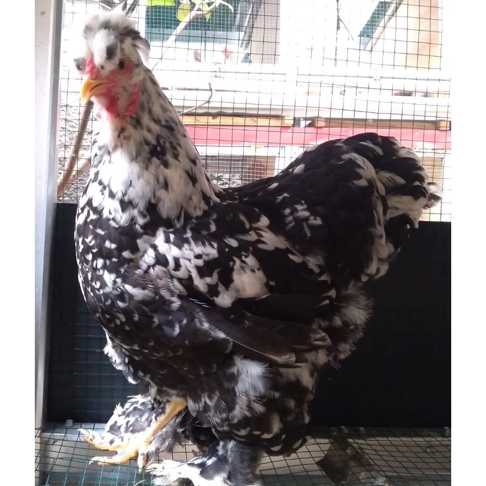 Jual Ayam brahma park black motled betina indukan ( real foto dan vidio ...