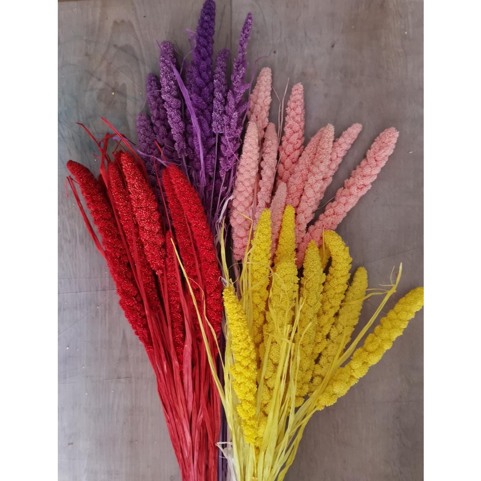 Jual Bunga Preserved Setaria per 10 Tangkai | Shopee Indonesia