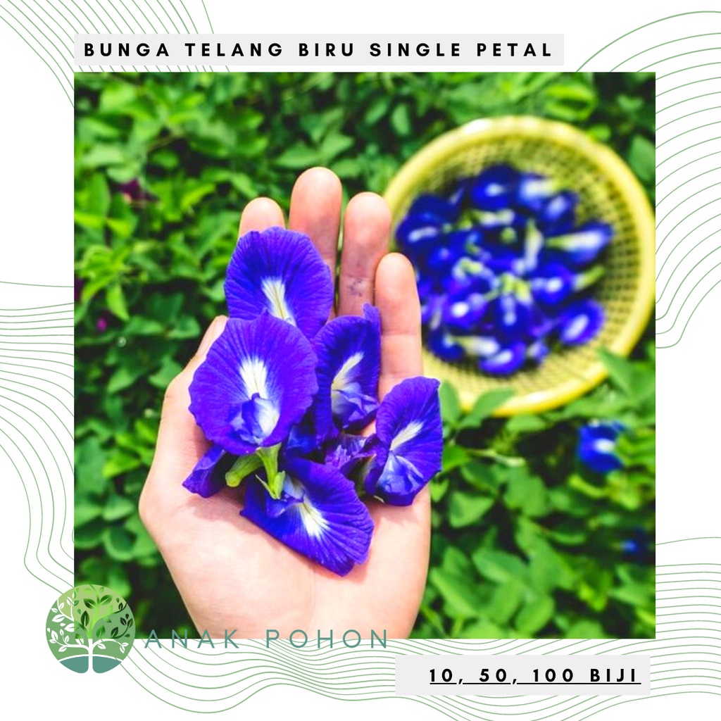 Jual Benih Bibit Biji - Bunga Telang Biru Single Petal Blue Butterfly ...