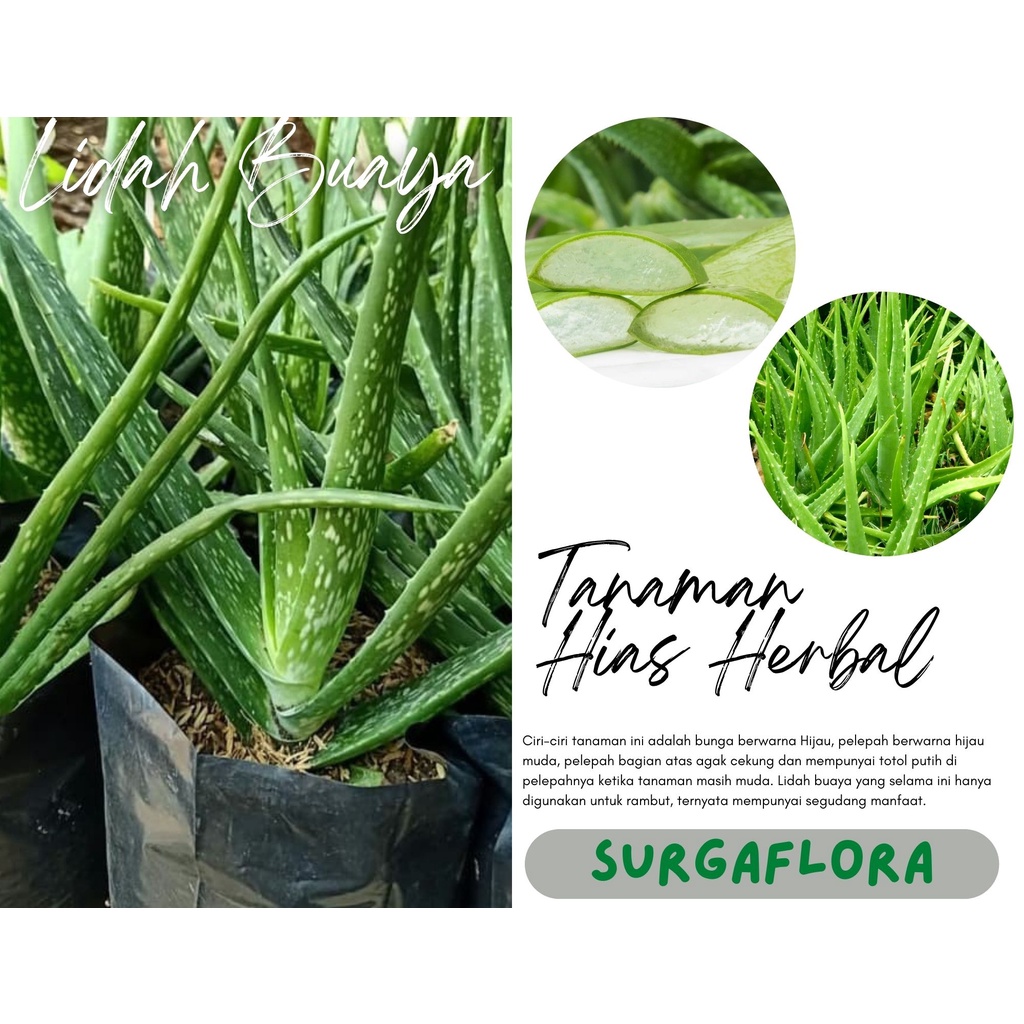 Jual Tanaman Lidah Buaya Aloe Vera Segar Untuk Bahan Minuman & Obat ...