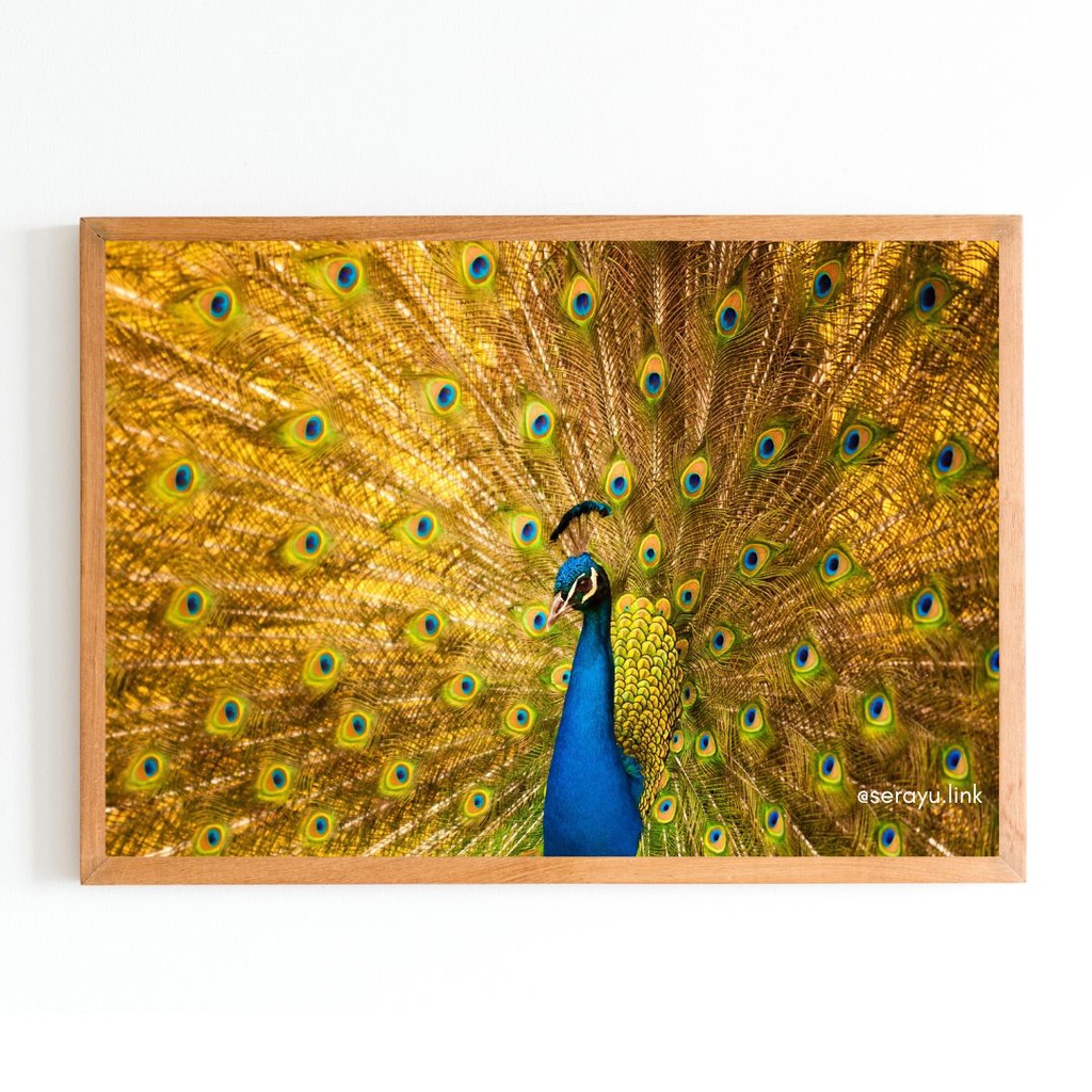 Jual Hiasan Dinding Lukisan Cetak Gambar Burung Merak Aesthetic Plus ...
