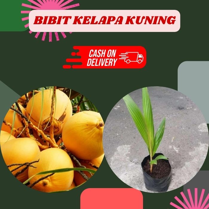 Jual Pohon Kelapa Kuning, Bibit Kelapa Gading Kuning Genjah | Shopee Indonesia